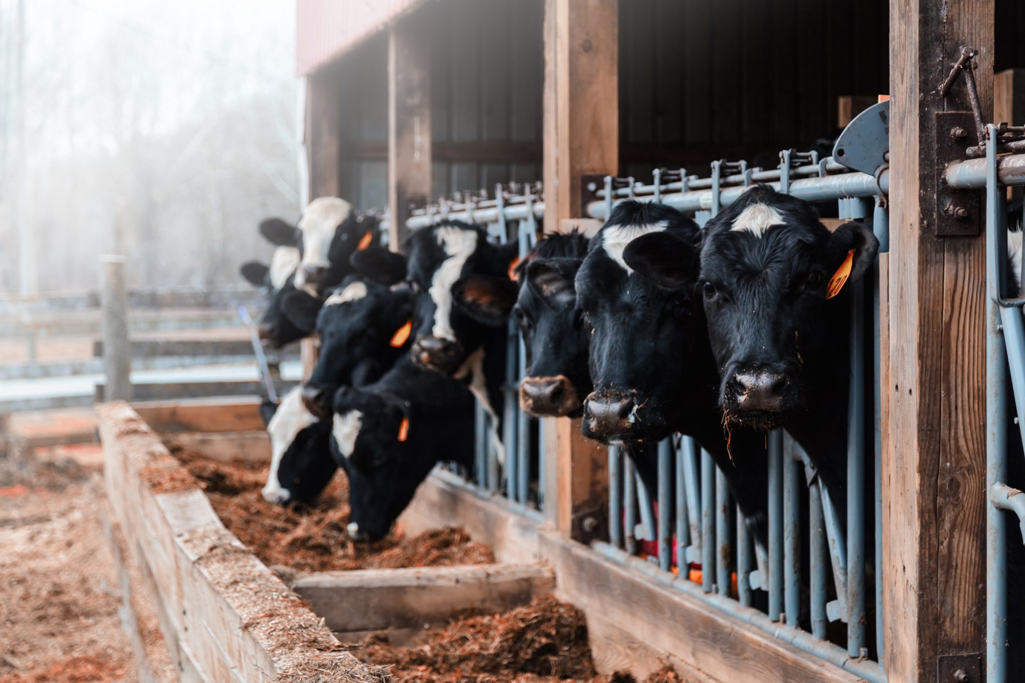Animal Waste or By Product to Get Rid Of and Safely Dispose?