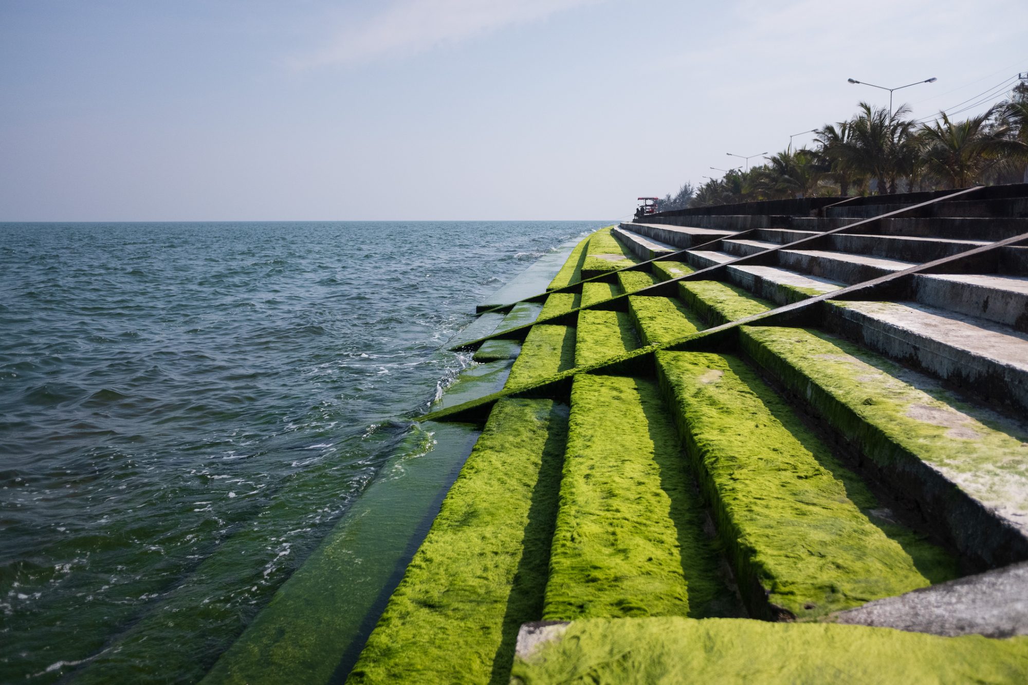 Professional Algae & Mildew Removal Renovation Services